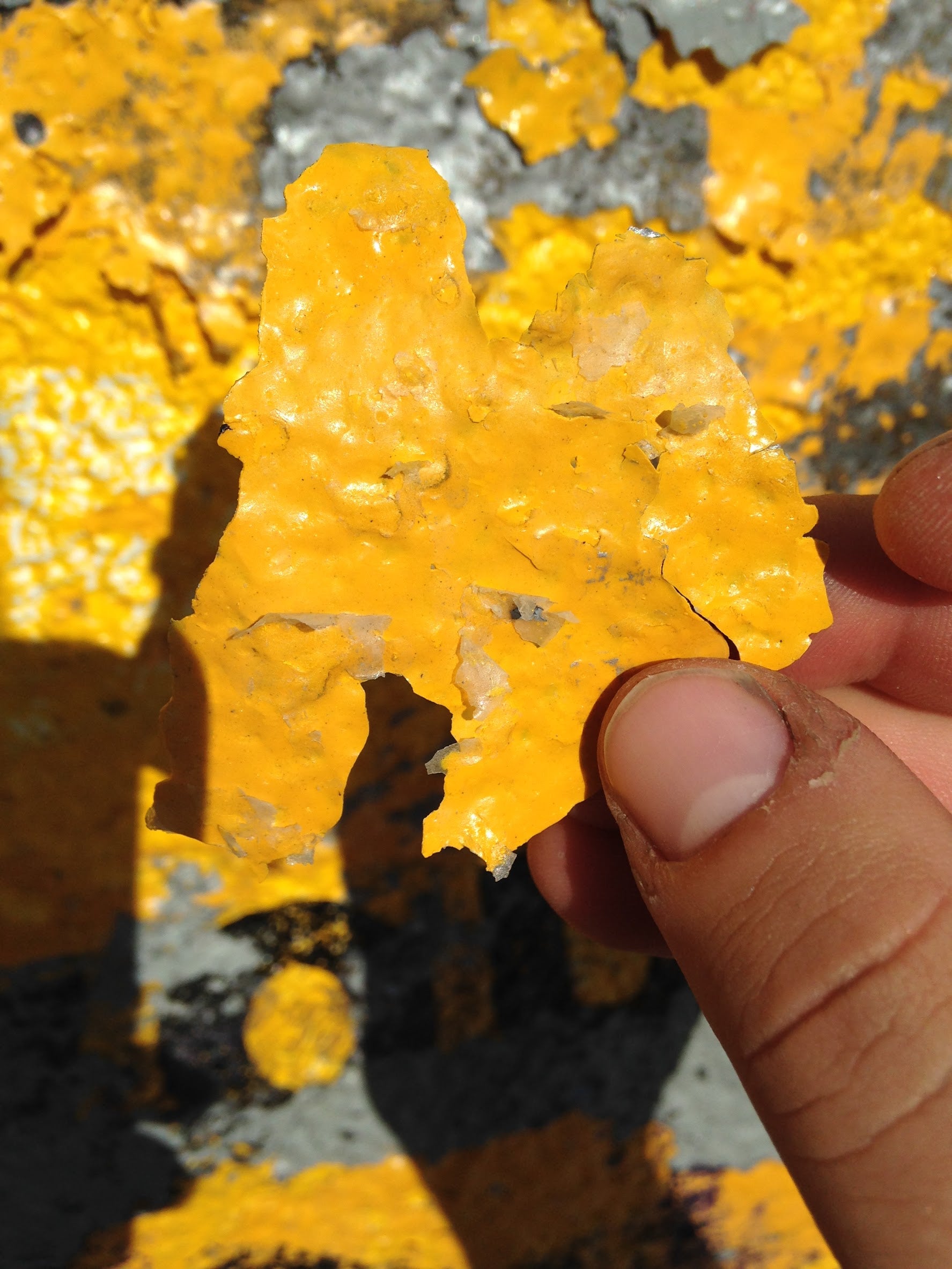 Mural Rescue Program – MuralShield